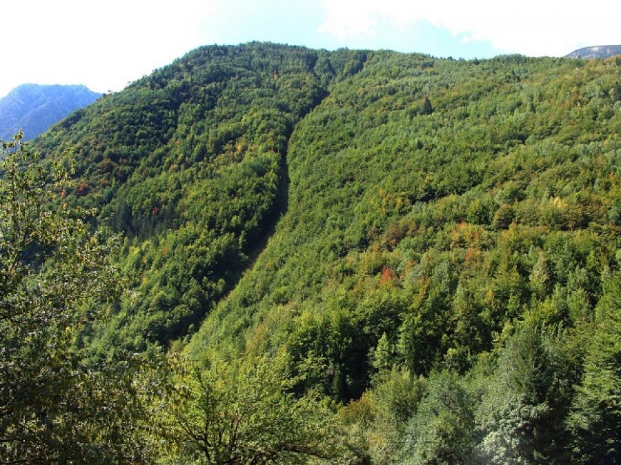 Pyjet halore të Dukagjinit po dëmtohen nga insektet - Lajmet e fundit ...